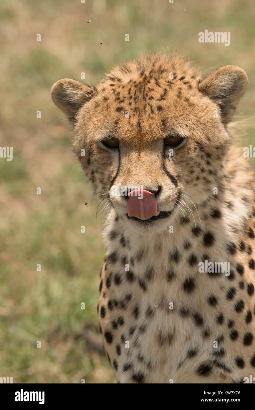 Cheetah headshot hi-res stock photography and images - Alamy