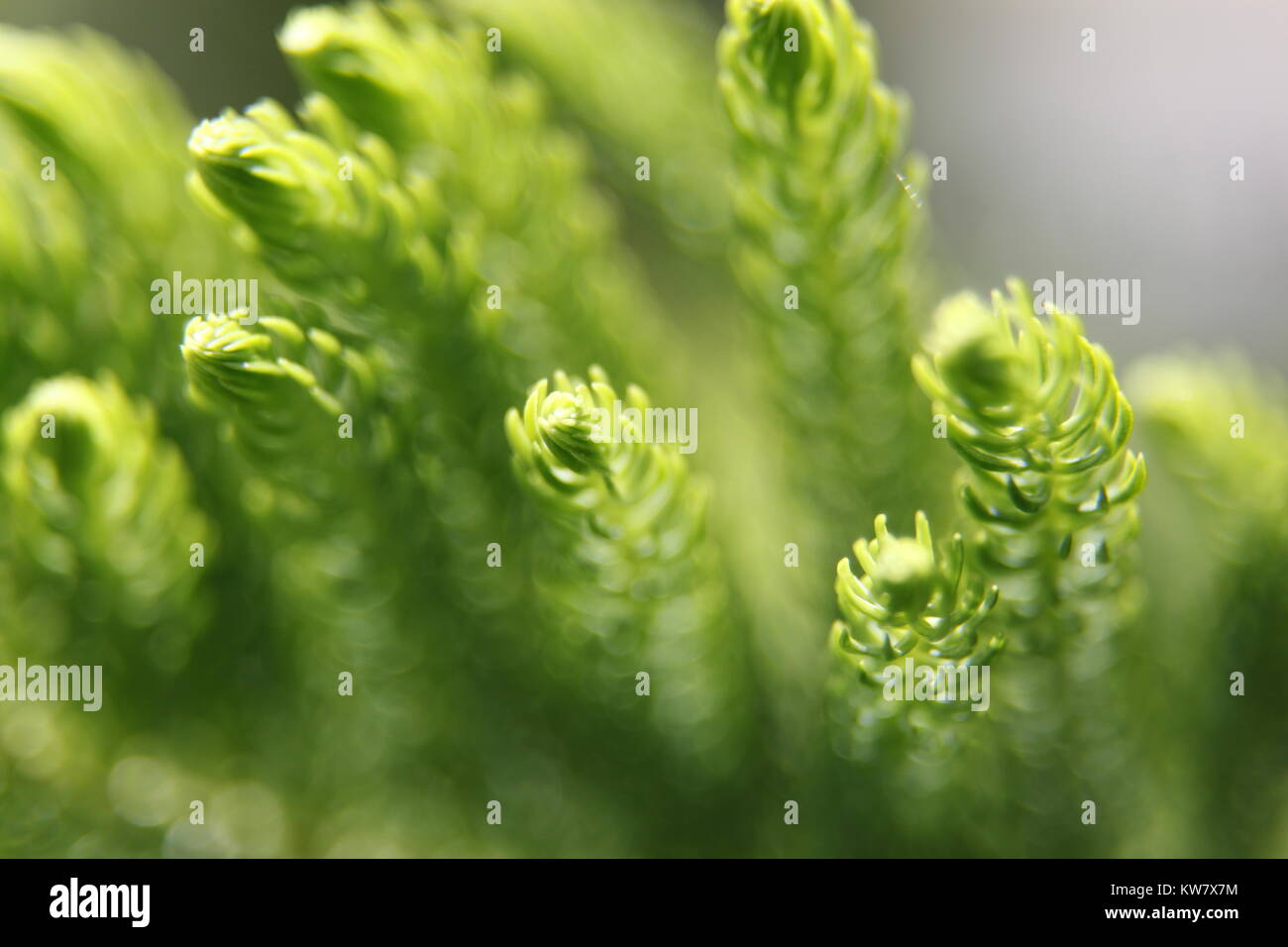 Plants of Bangladesh Stock Photo - Alamy