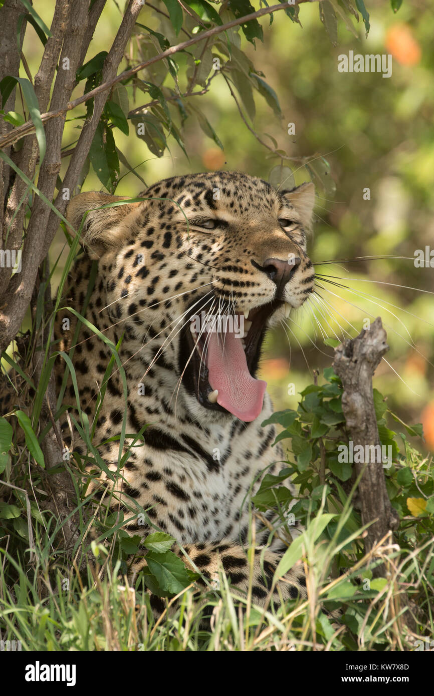 Male african leopard (Panthera pardus) sitting in shady grassy area in ...