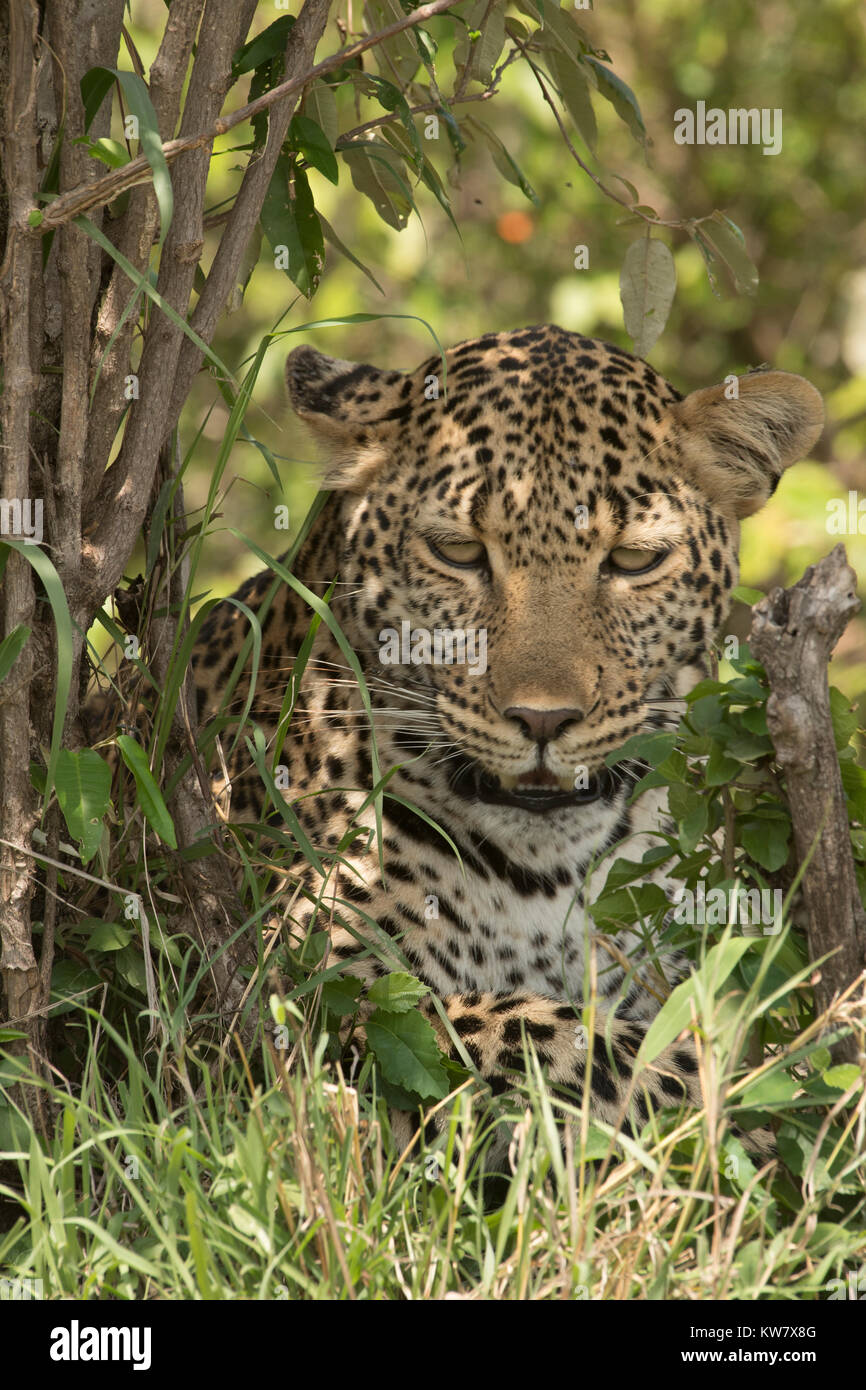 Male african leopard (Panthera pardus) sitting in shady grassy area in ...