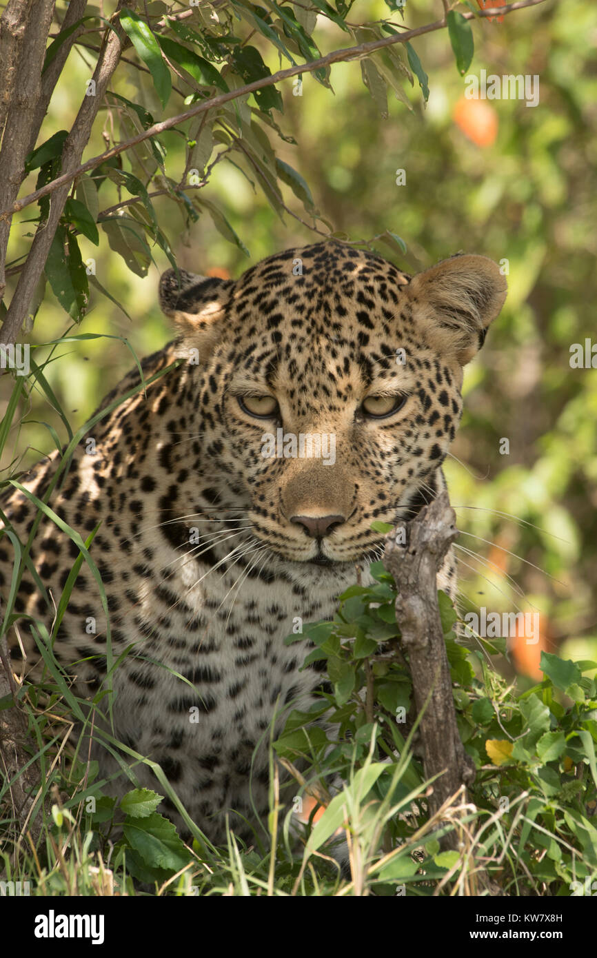 Leopard Awake High Resolution Stock Photography and Images - Alamy
