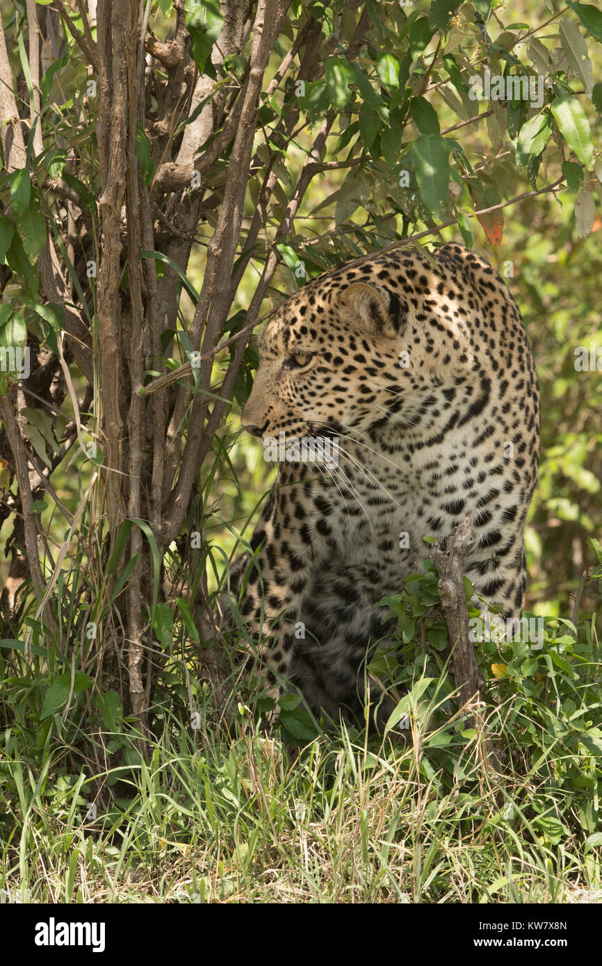 Leopard awake hi-res stock photography and images - Alamy