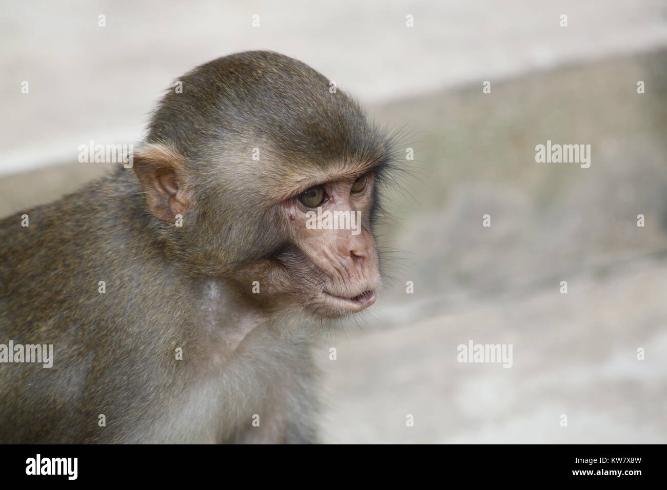 Monkey Whistle - Bangladesh Stock Photo - Alamy