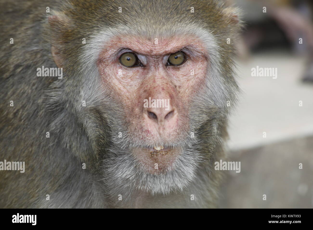 Long Haired Monkey High Resolution Stock Photography and Images - Alamy