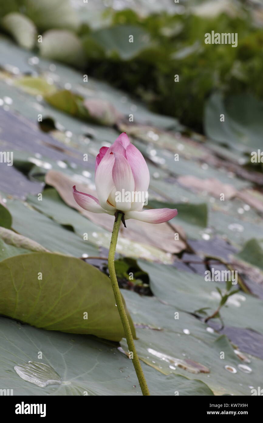 Seeds floating water hi-res stock photography and images - Alamy