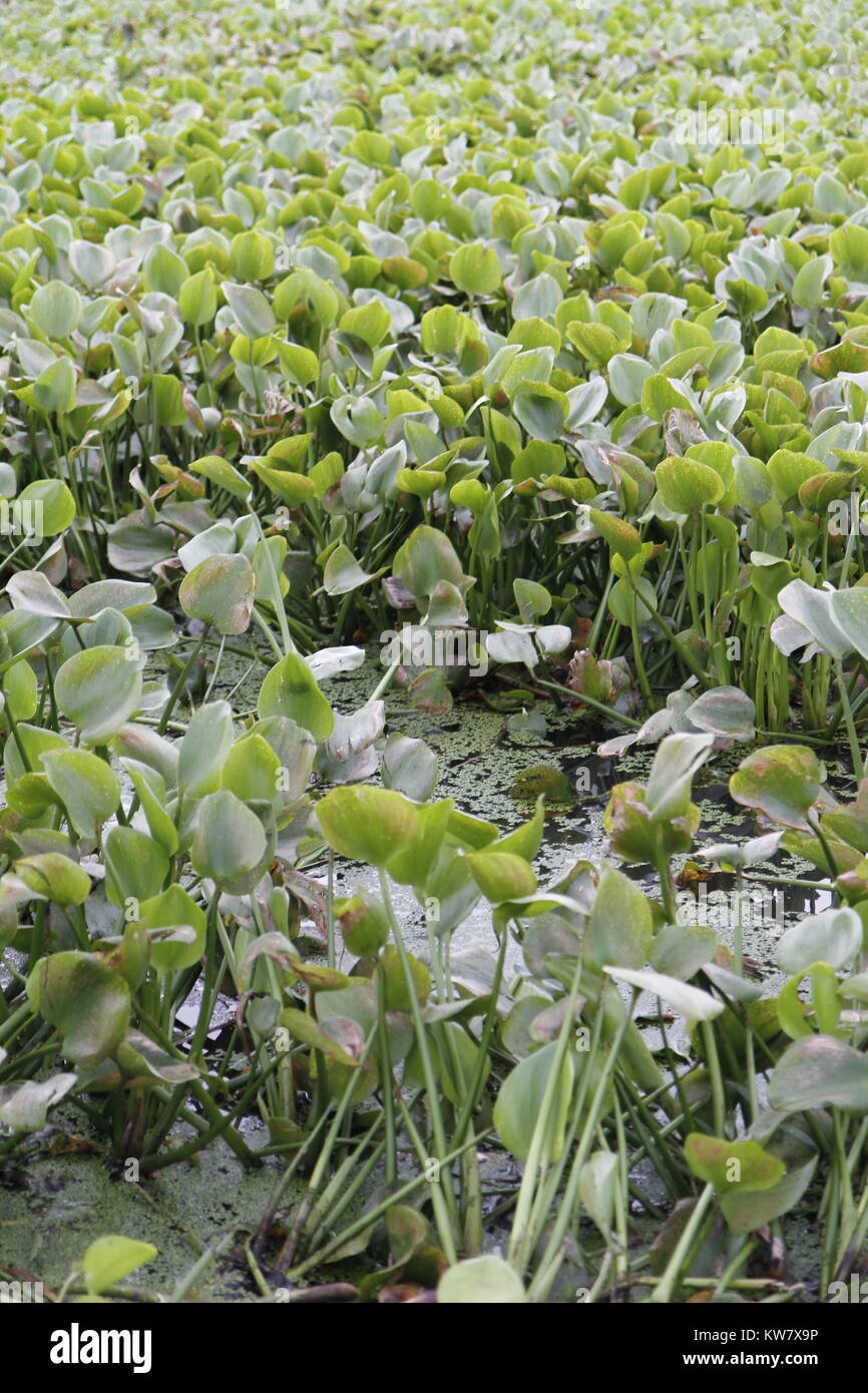 Floating plantation hi-res stock photography and images - Alamy