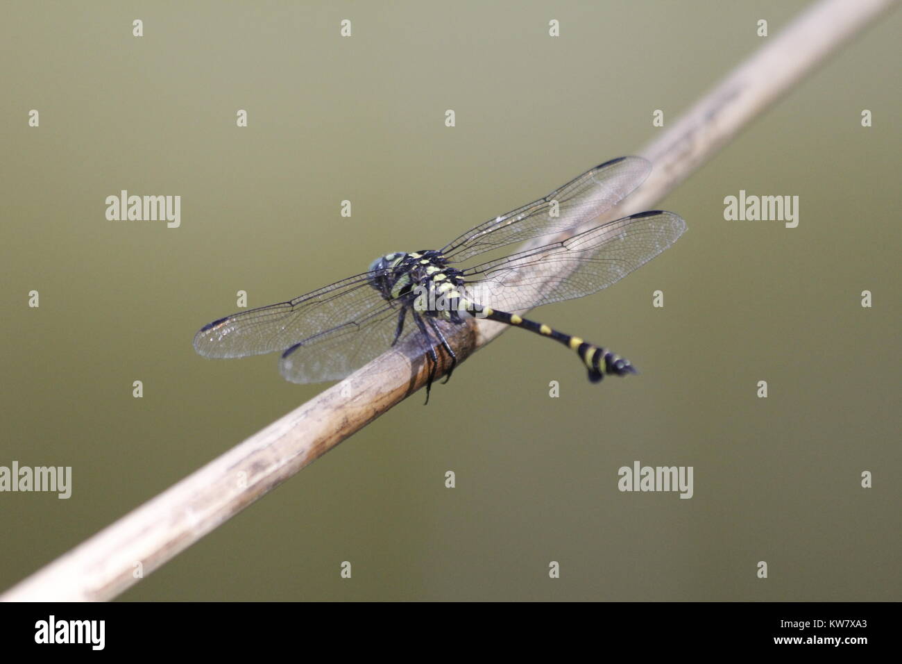 Predator, Dragon Fly. Bangladesh Stock Photo - Alamy