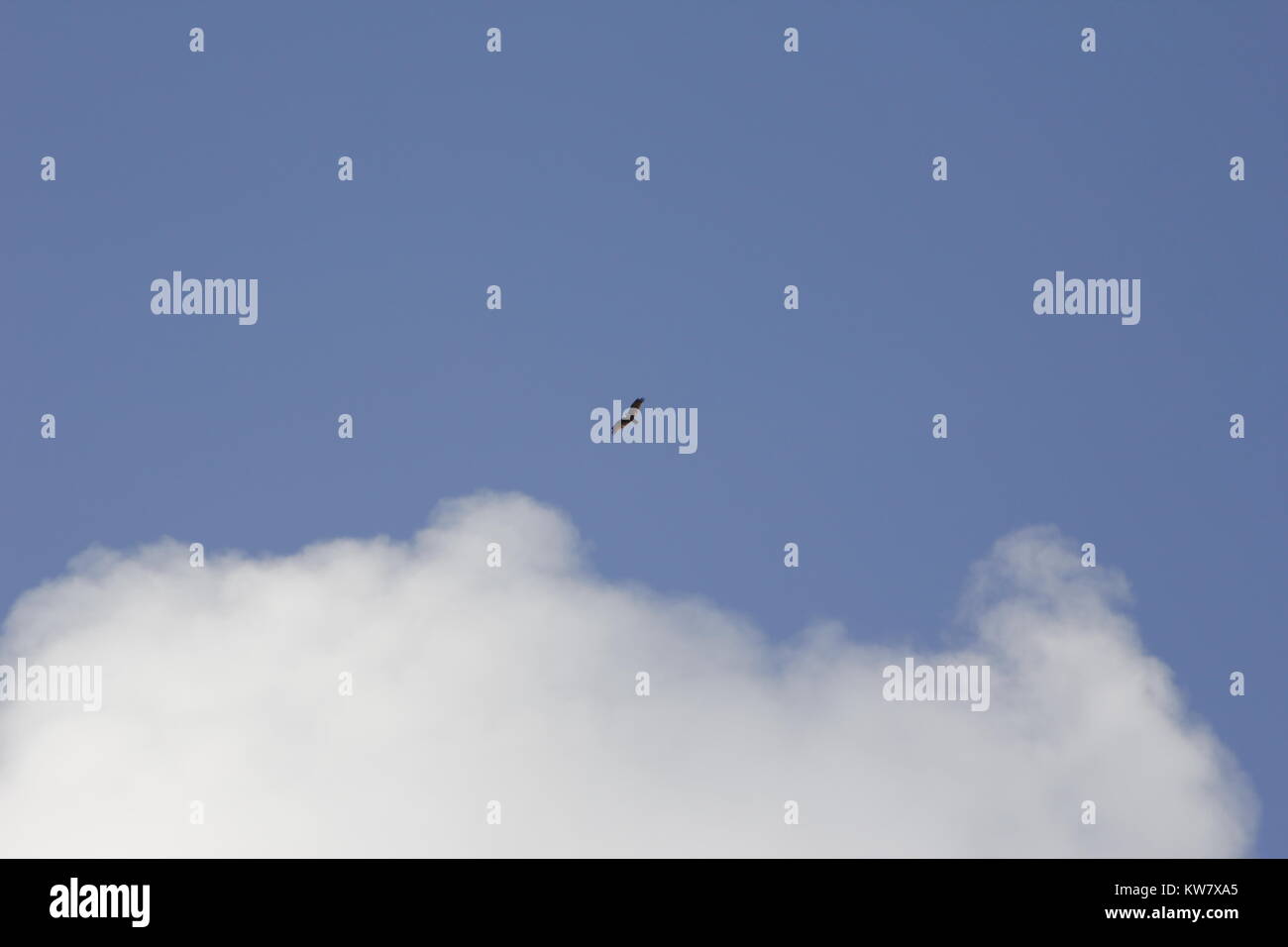 Eagle flying high hi-res stock photography and images - Alamy