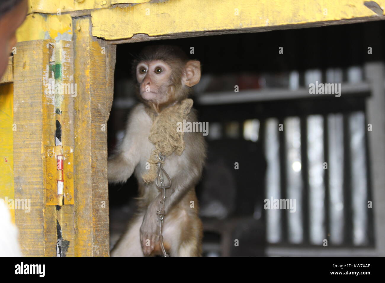 Monkey Locked Up, Bangladesh Stock Photo - Alamy