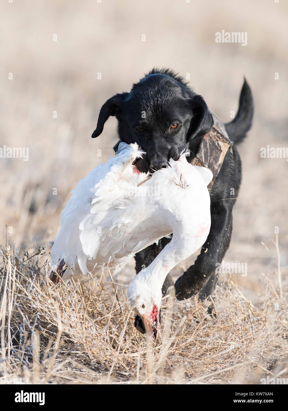 A Black Labrador Retriever with Lesser Snow Geese in North Dakota Stock ...
