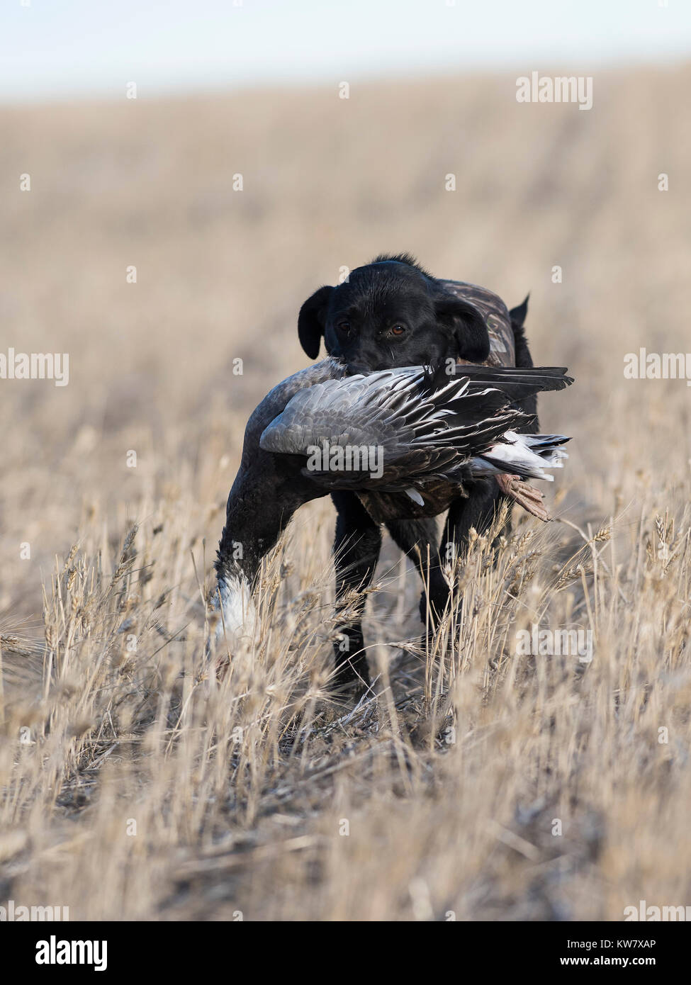 A Black Labrador Retriever with Lesser Snow Geese in North Dakota Stock ...
