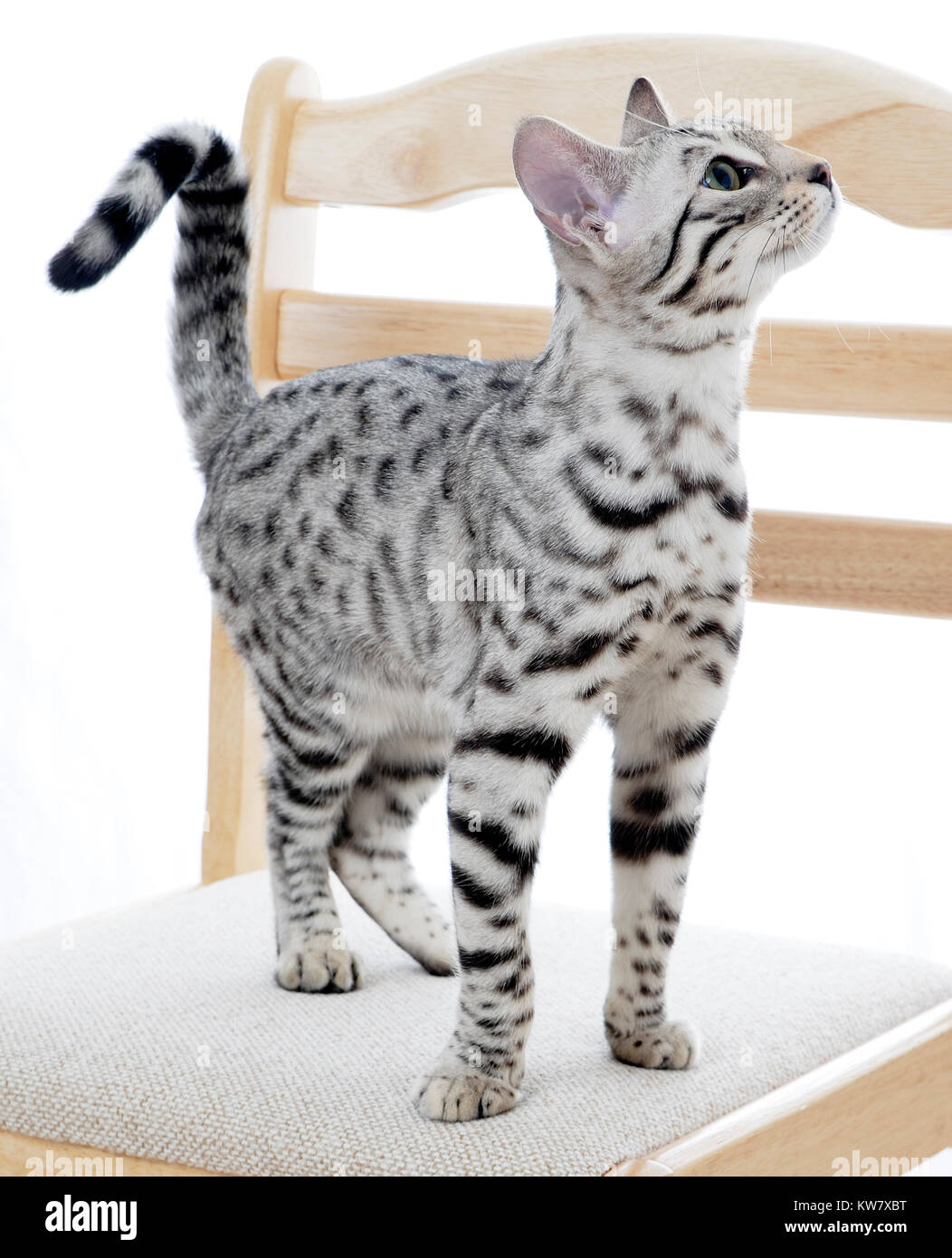 White Bengal Cat, Pet, Striking Stock Photo - Alamy