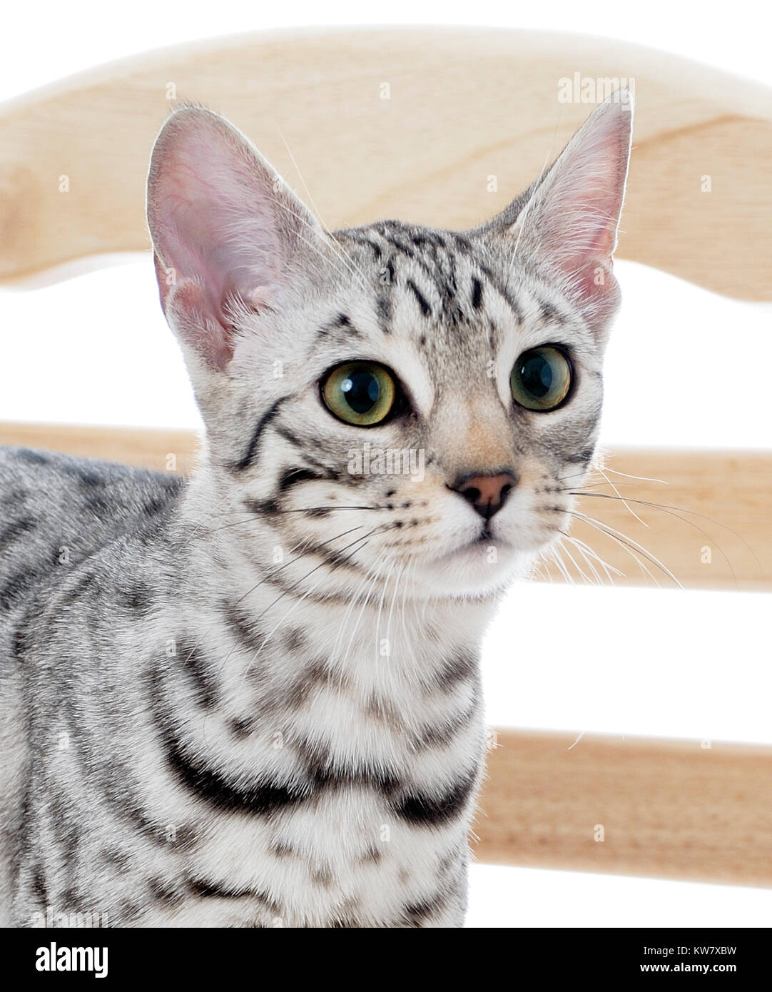White Bengal Cat, Pet, Striking Stock Photo - Alamy