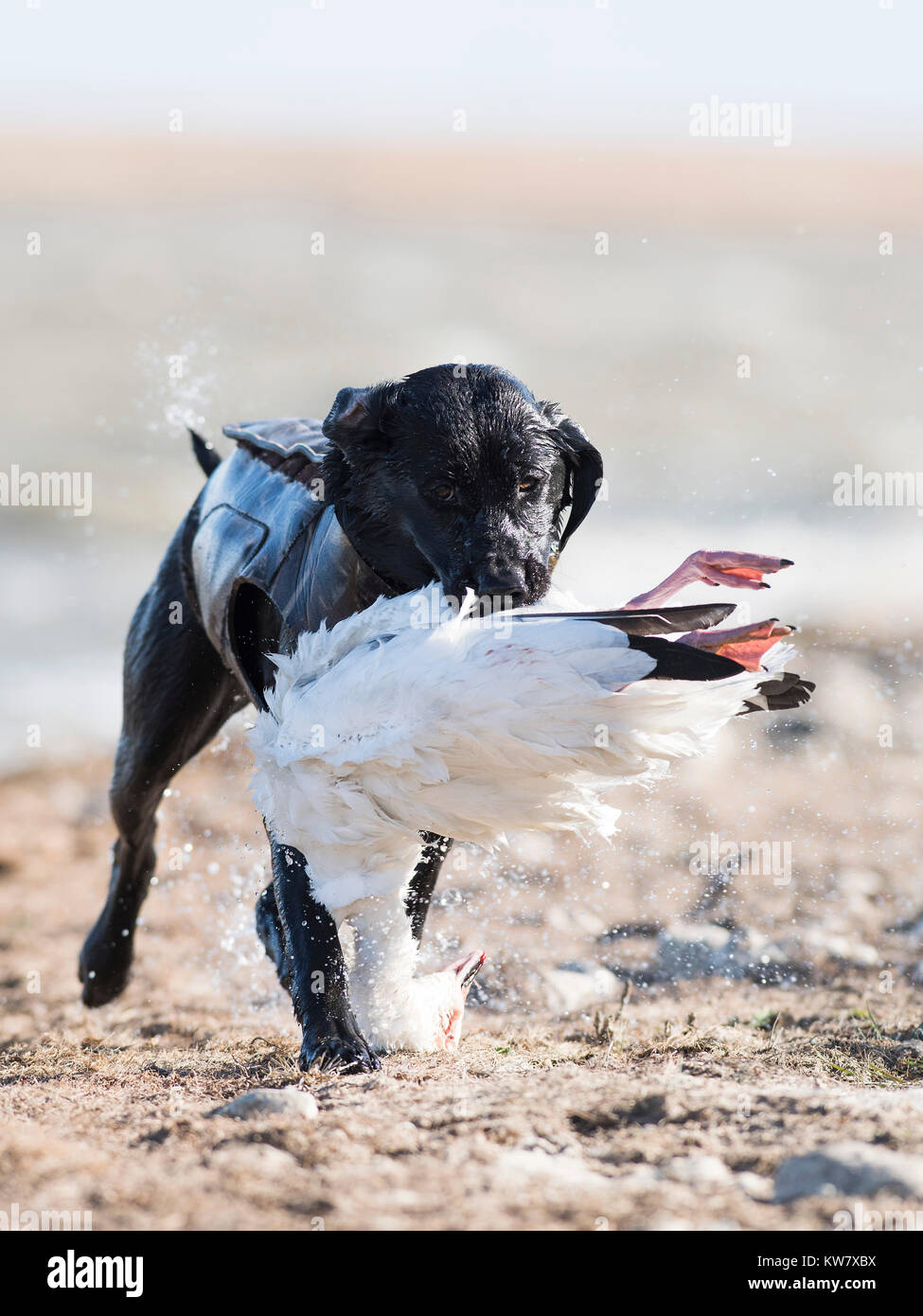 A Black Labrador Retriever with Lesser Snow Geese in North Dakota Stock ...