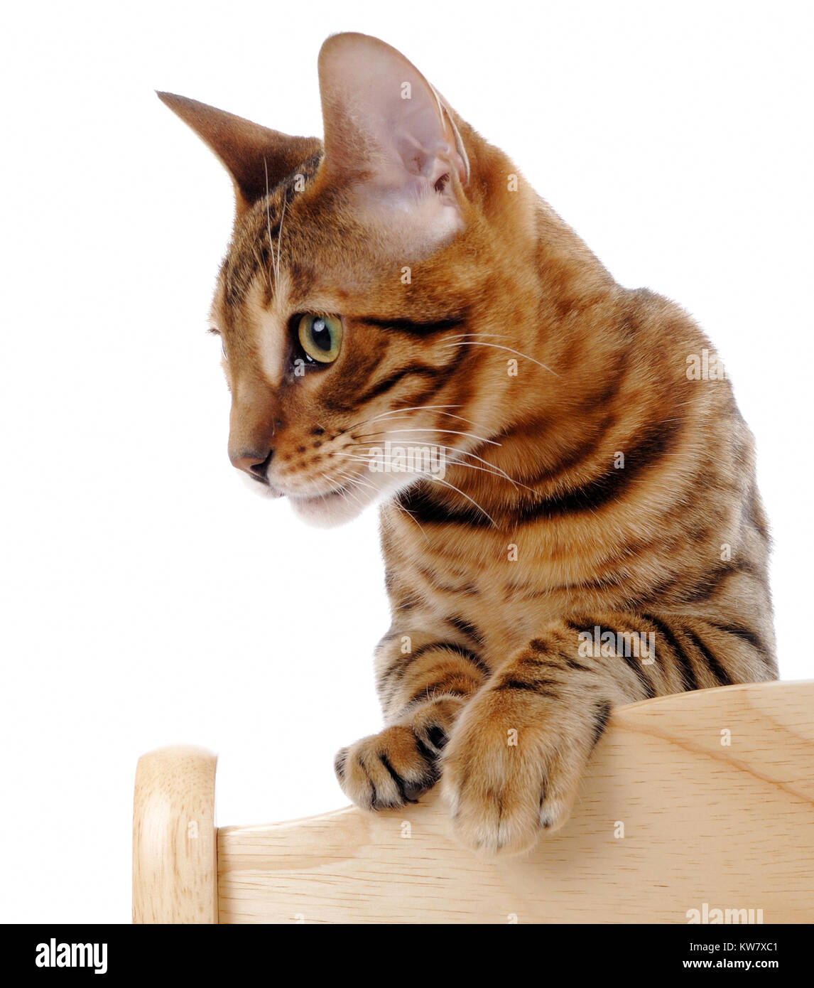 House pets hi-res stock photography and images - Alamy