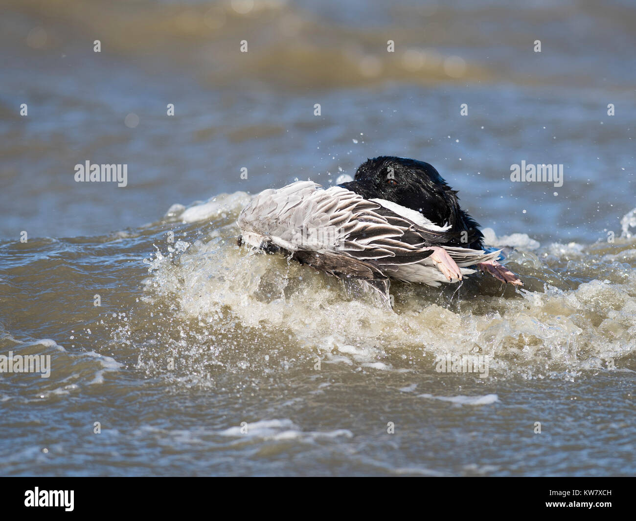 A Black Labrador Retriever with Lesser Snow Geese in North Dakota Stock ...
