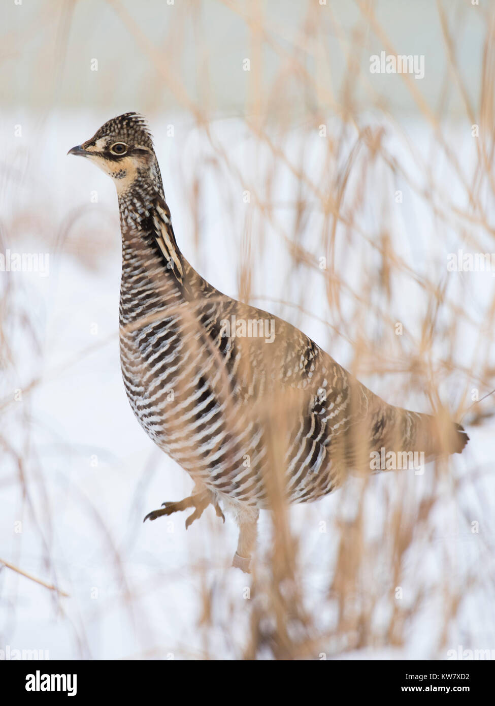 Greater prairie chickens south dakota hi-res stock photography and ...