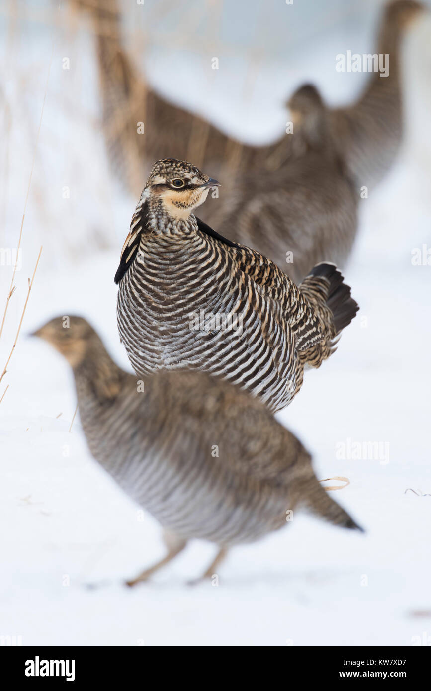 Greater Prairie Chickens in the winter Stock Photo - Alamy