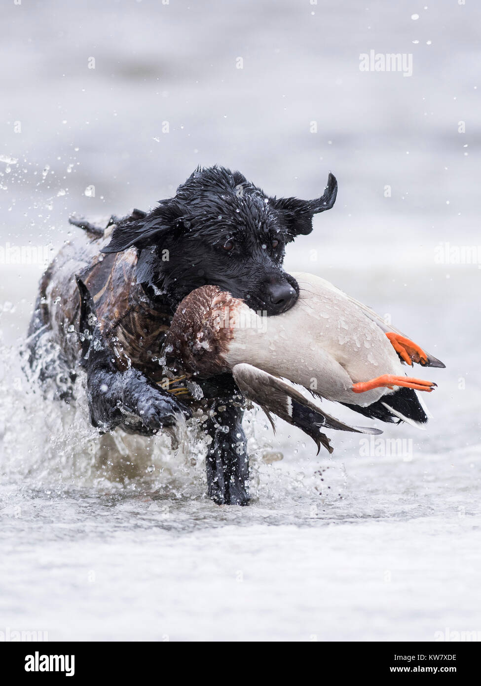A Black Labrador Retriever with a Mallard Duck in North Dakota Stock ...