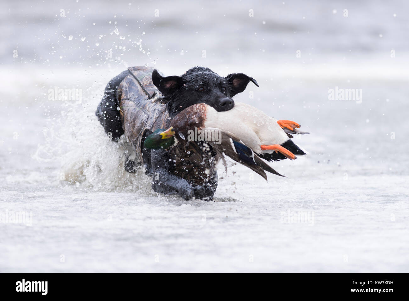 Black labrador retriever duck in hi-res stock photography and images ...