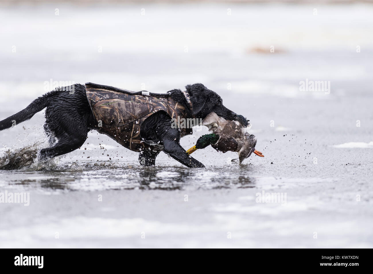 A Black Labrador Retriever with a Mallard Duck in North Dakota Stock ...