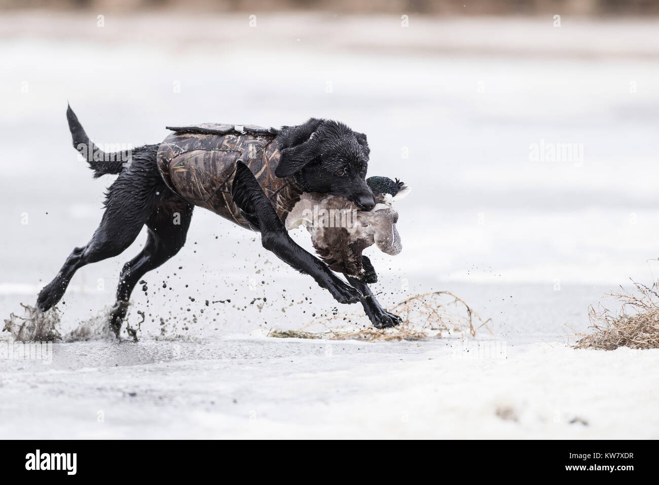 Black labrador retriever duck in hi-res stock photography and images ...
