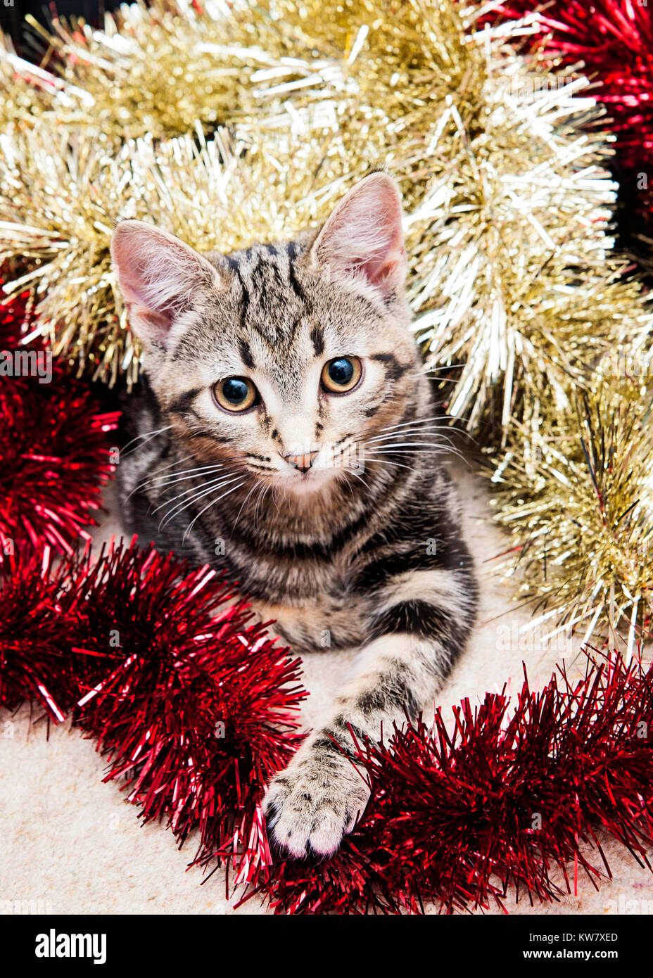 Cats, house pets, cat Stock Photo - Alamy