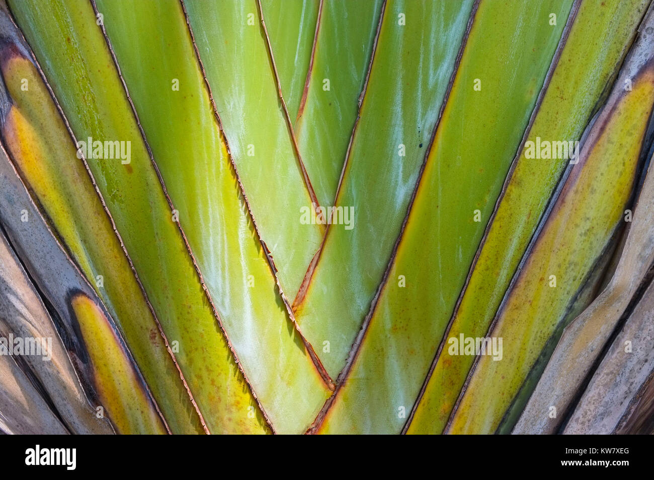 Close-up of the trunk of a Ravenala madagascariensis tree, Commonly ...