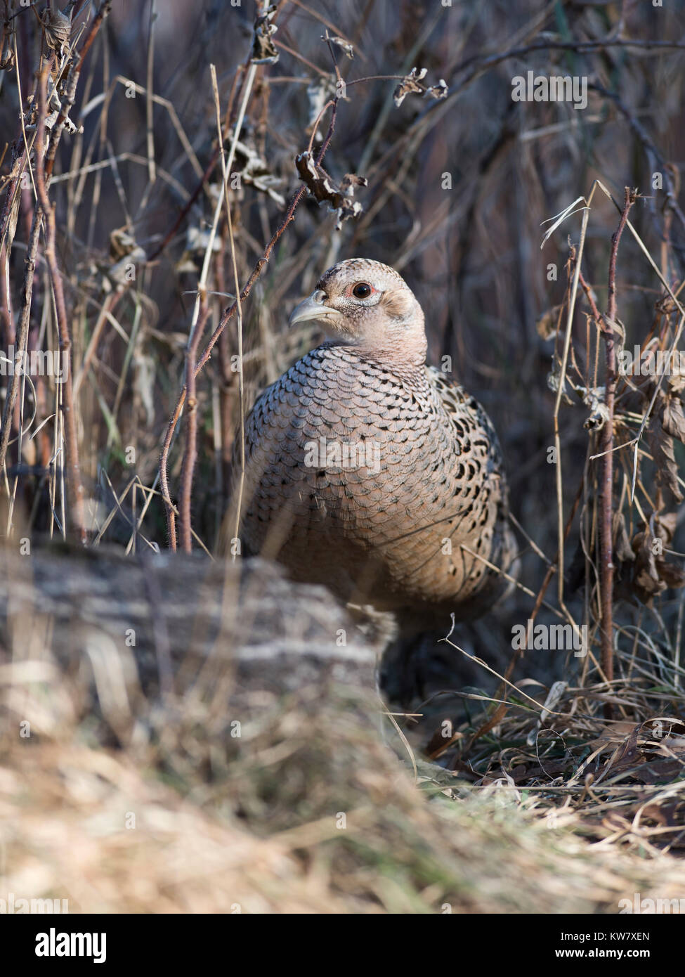 Chinese ringneck pheasant hi-res stock photography and images - Alamy