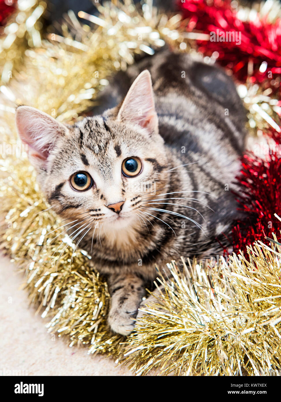 Cats, house pets, cat Stock Photo - Alamy