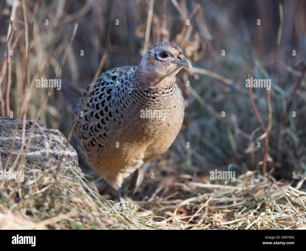 Ringneck Pheasants in the late Autumn Stock Photo - Alamy