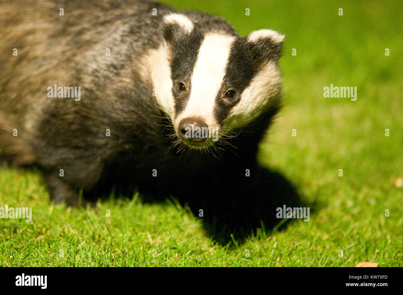 Scottish badgers hi-res stock photography and images - Alamy