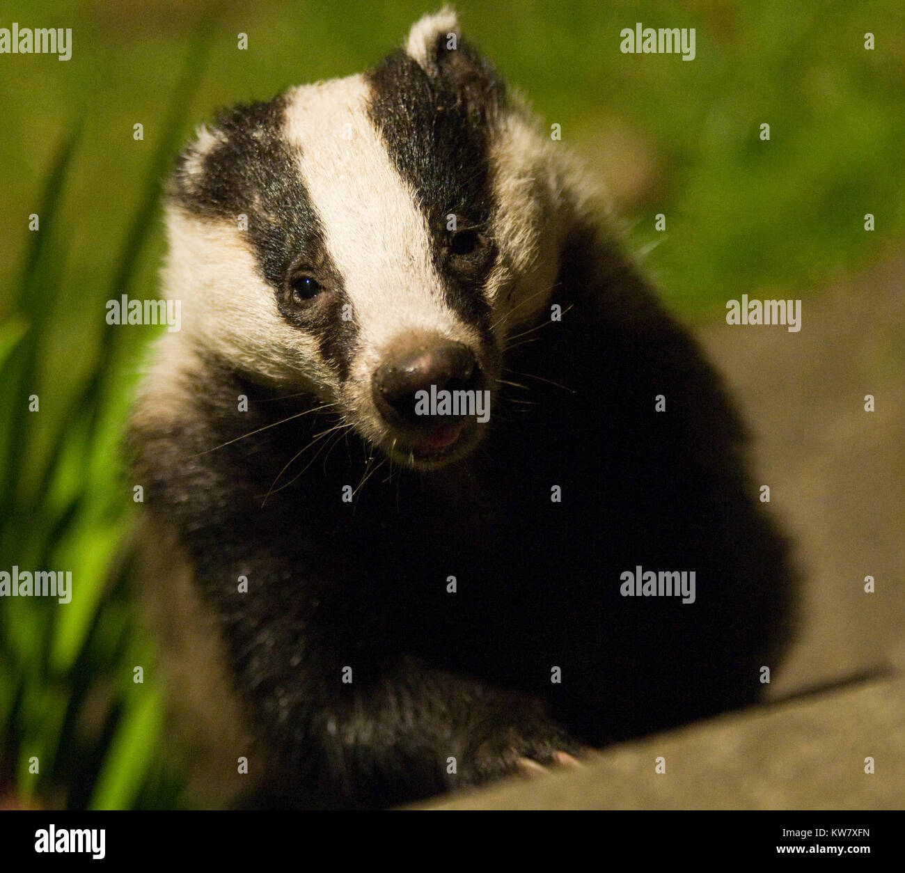Scottish badgers hi-res stock photography and images - Alamy