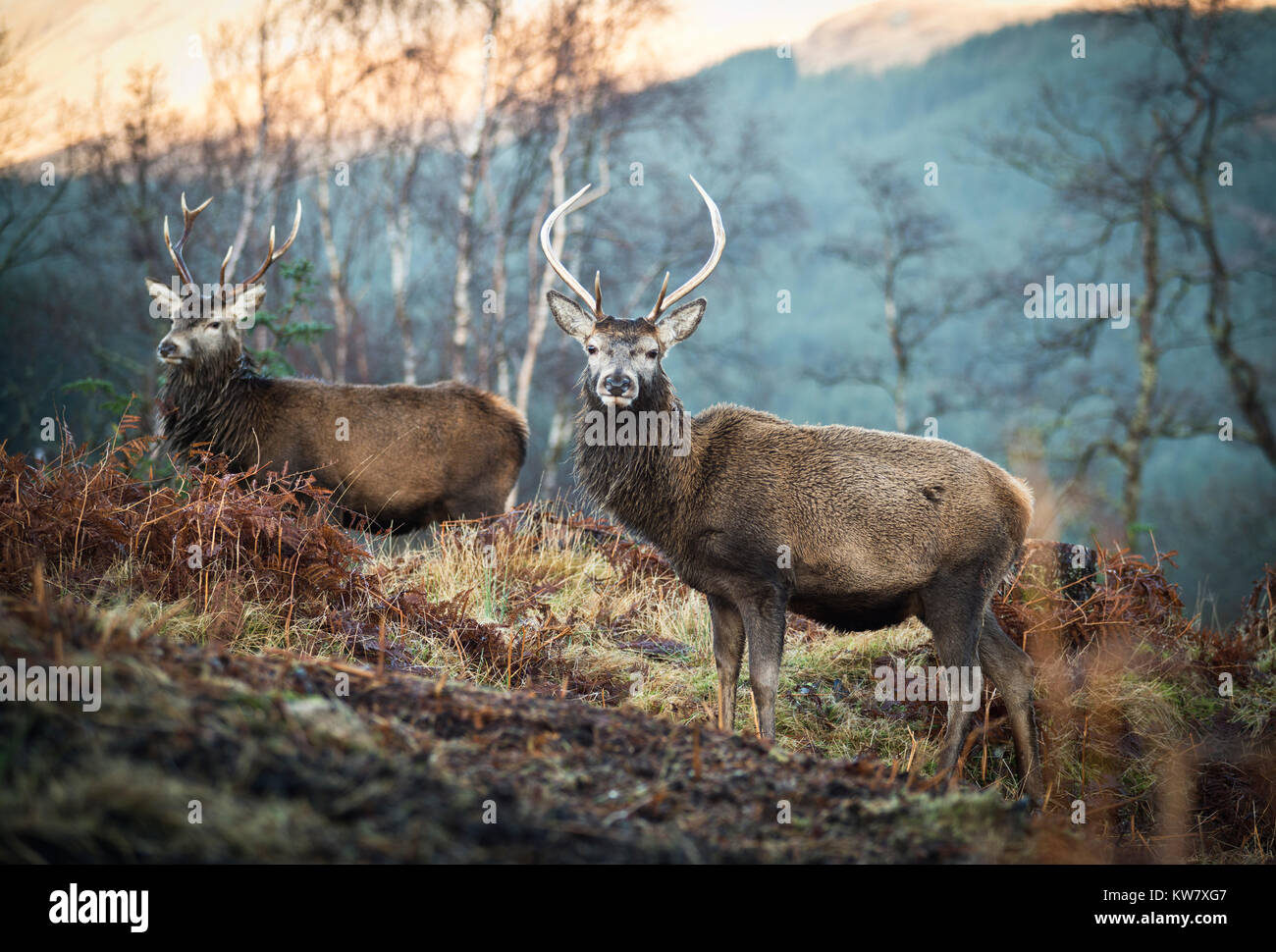 Scottish Stag in Scottish Highlands, Scotland Stock Photo - Alamy