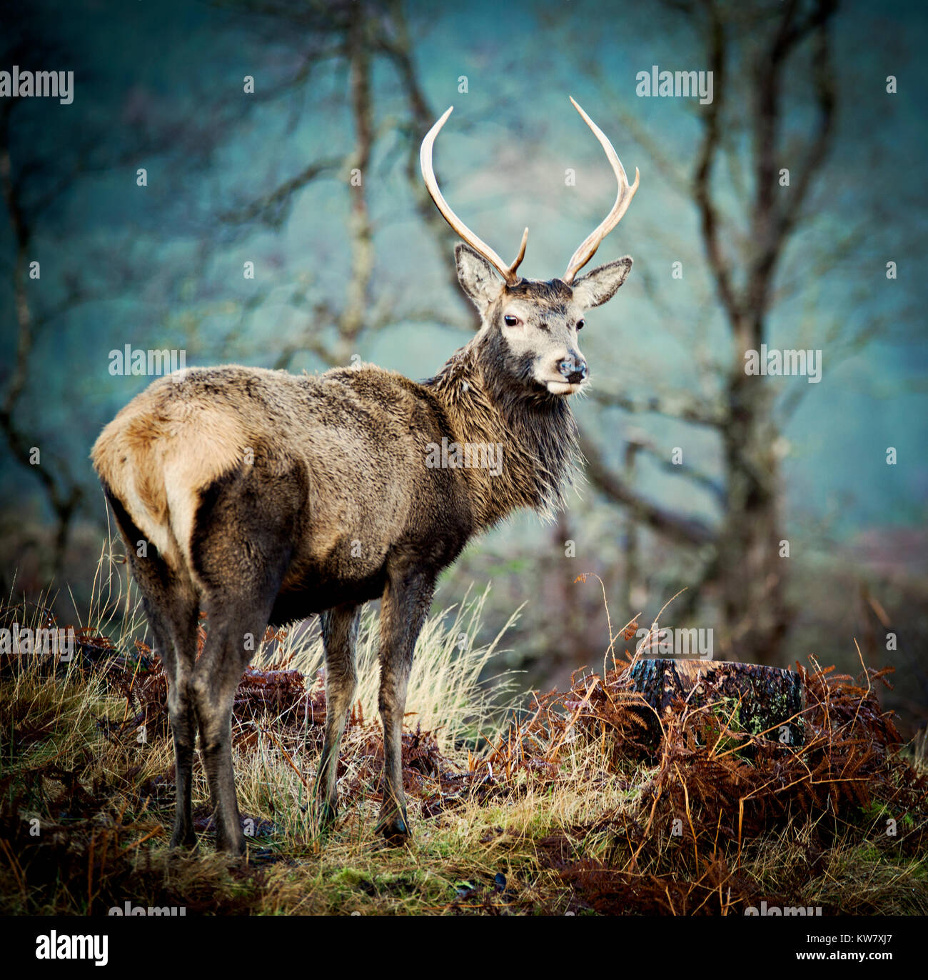 Scottish Stag in Scottish Highlands, Scotland Stock Photo - Alamy
