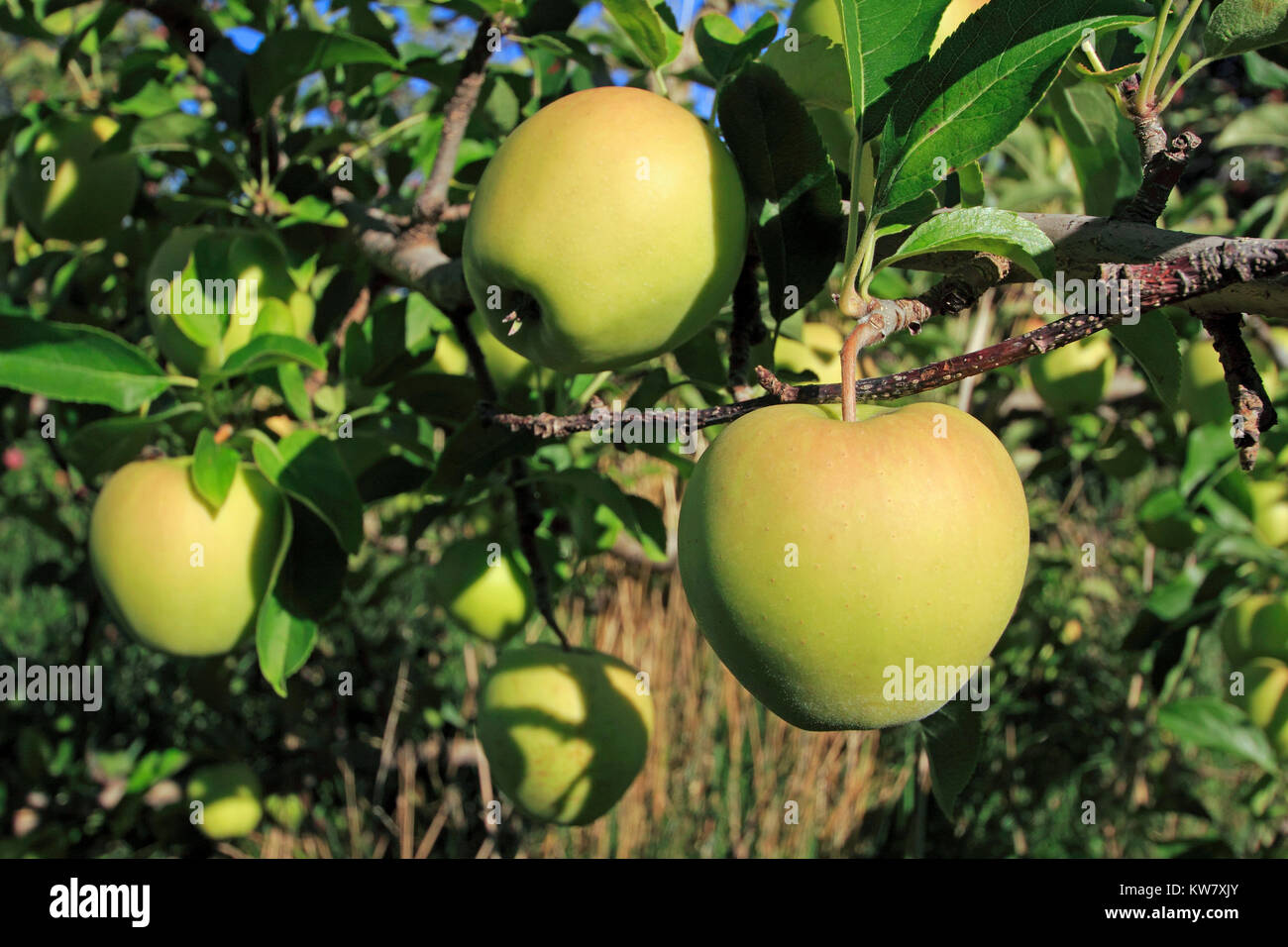 Golden delicious apple on an apple tree Stock Photo - Alamy