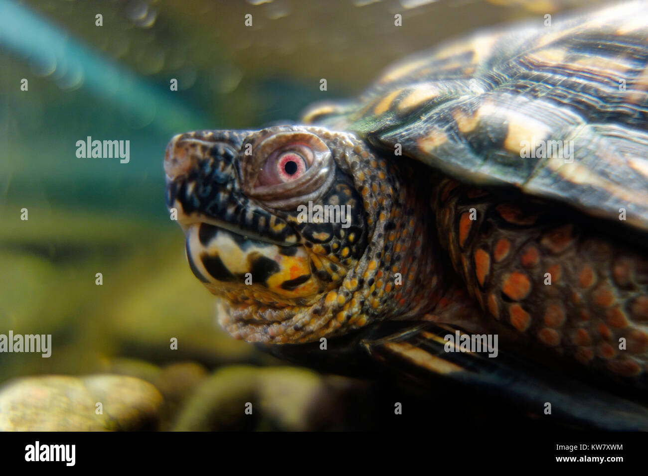 An eastern box turtle Stock Photo - Alamy