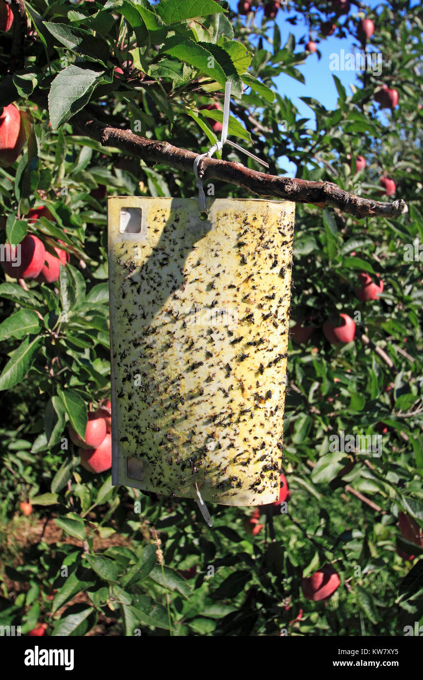 Sticky insect trap hi-res stock photography and images - Alamy