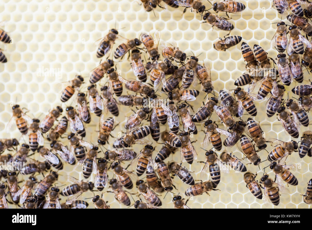 Honey bees closeup, macro, bee hive Stock Photo - Alamy