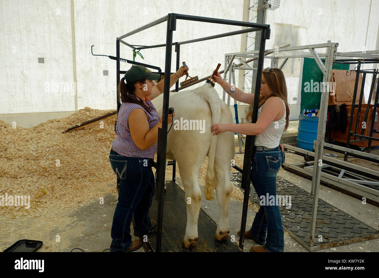 Grooming cow hi-res stock photography and images - Alamy