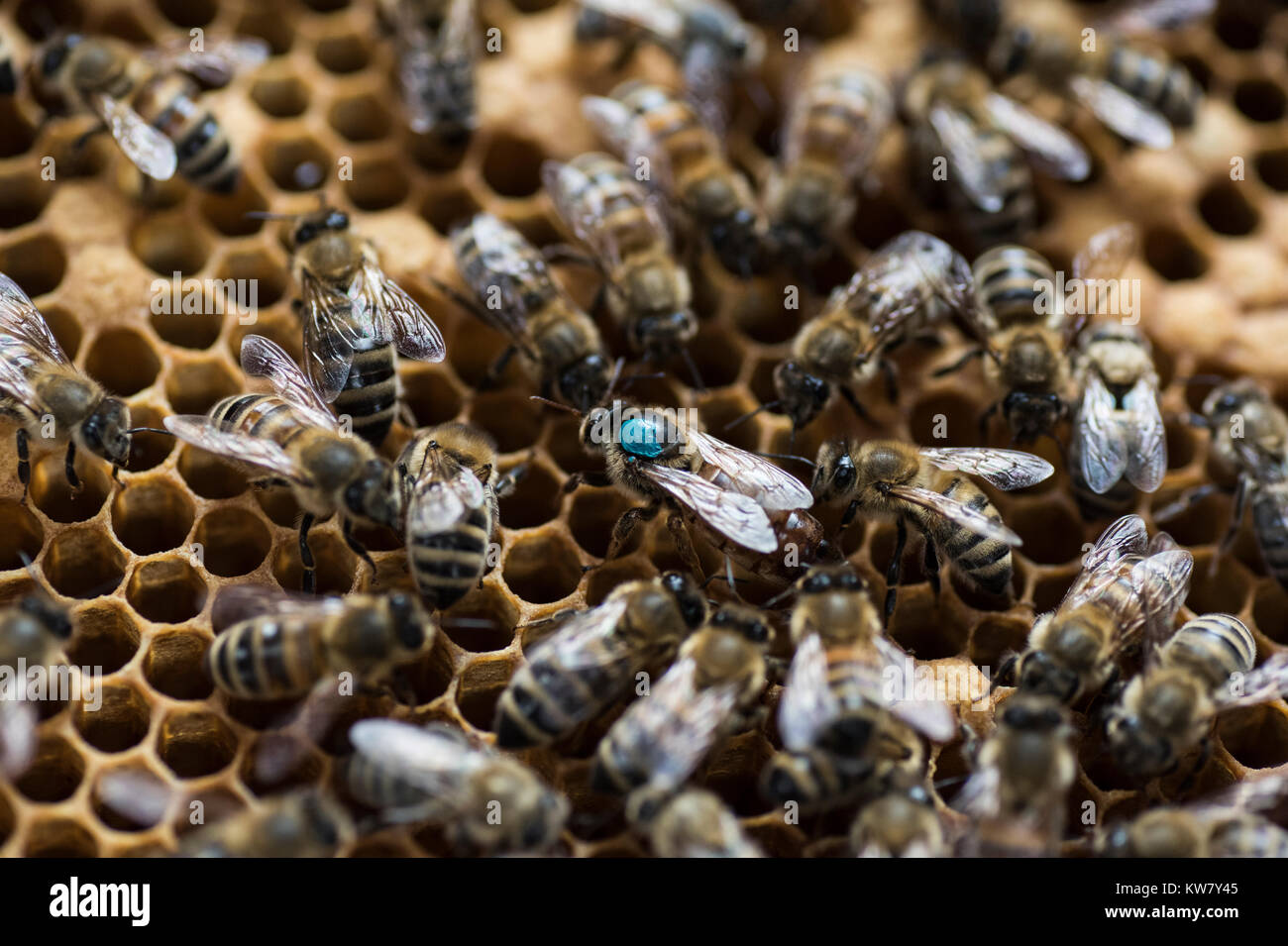 Honey bees closeup, macro, bee hive Stock Photo - Alamy
