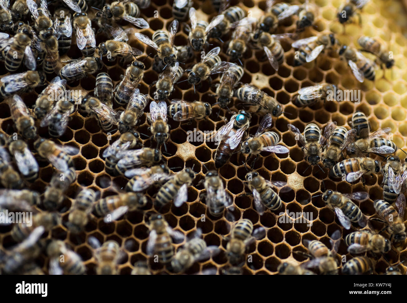 Hive macro hi-res stock photography and images - Alamy