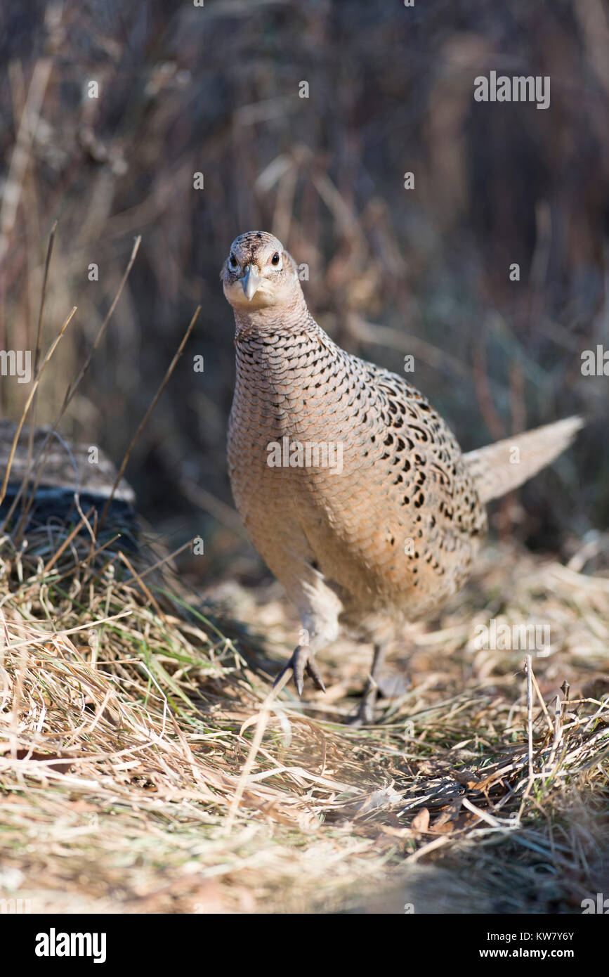 Chinese ringneck pheasant hi-res stock photography and images - Alamy