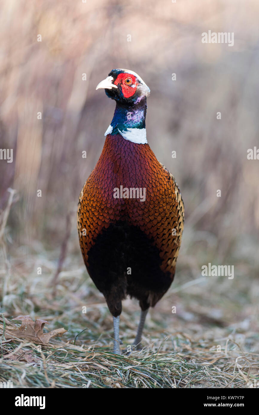 Ringneck Pheasants in the late Autumn Stock Photo - Alamy