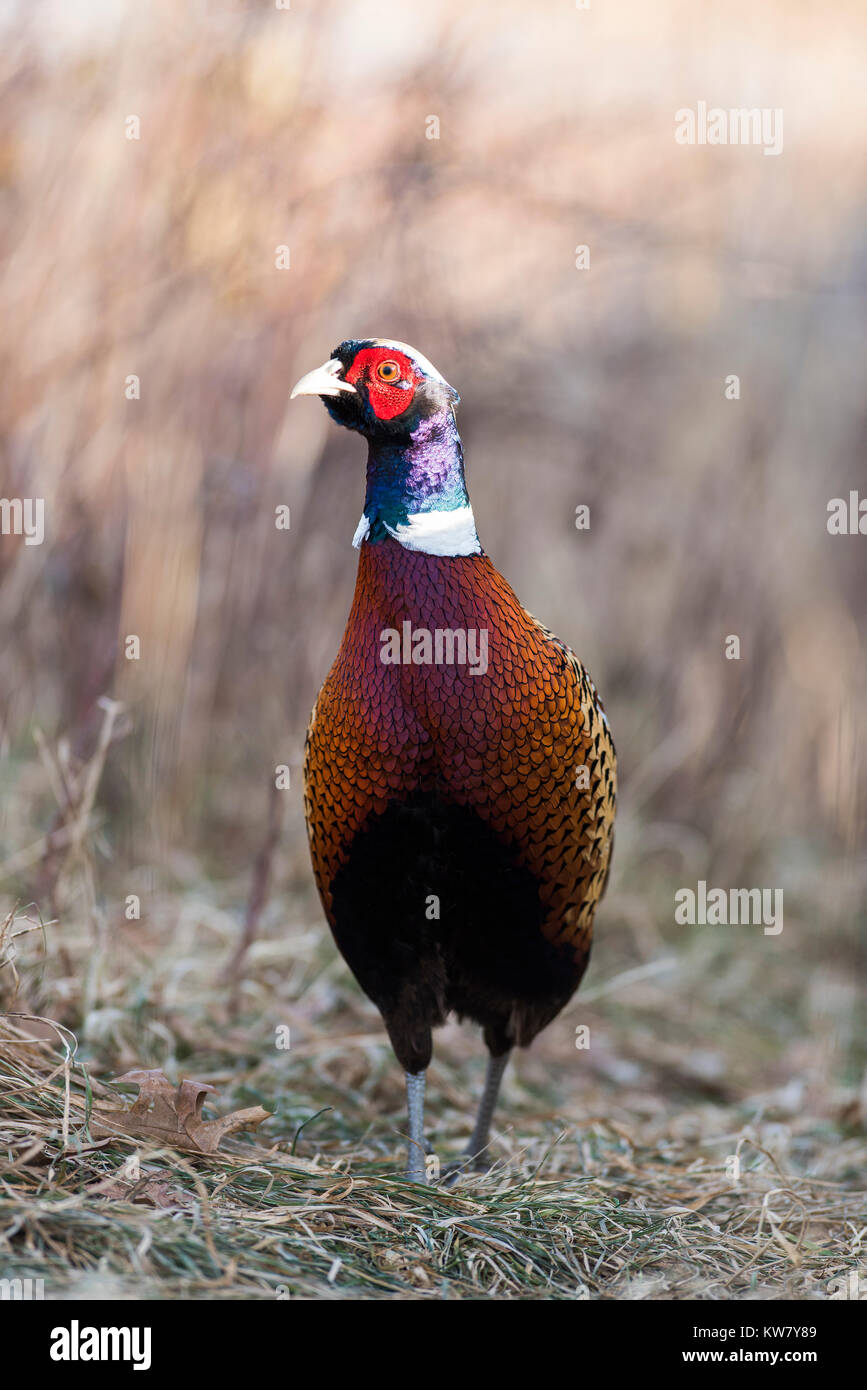 Ringneck Pheasants in the late Autumn Stock Photo - Alamy