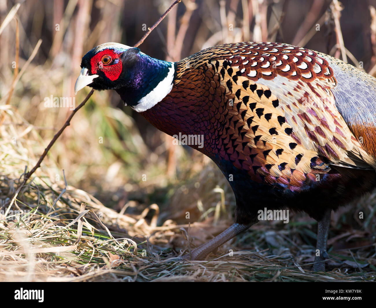 Ringneck Pheasants in the late Autumn Stock Photo - Alamy