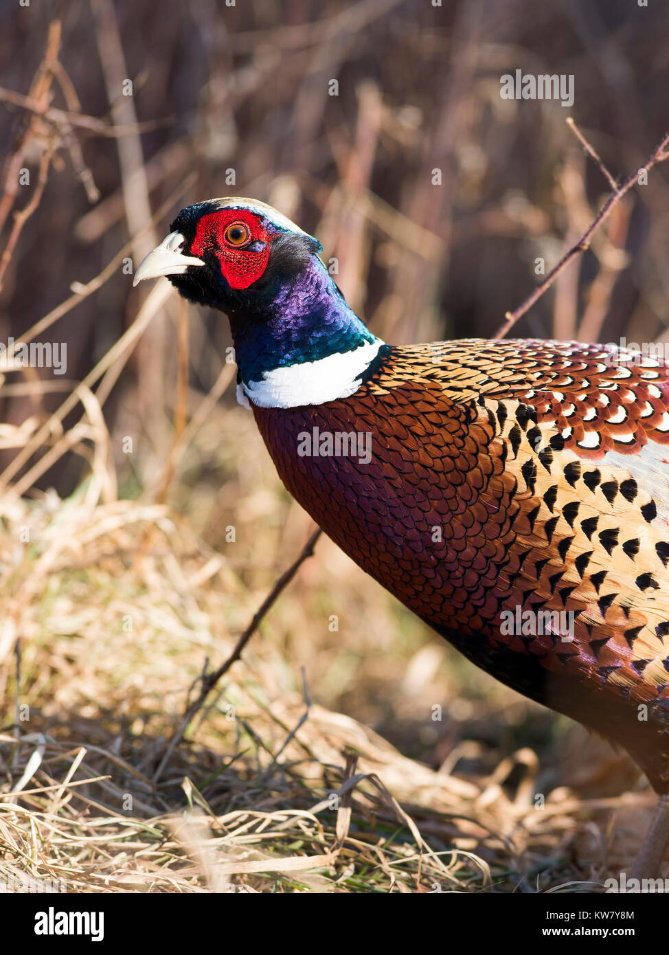 Ringneck Pheasants in the late Autumn Stock Photo - Alamy