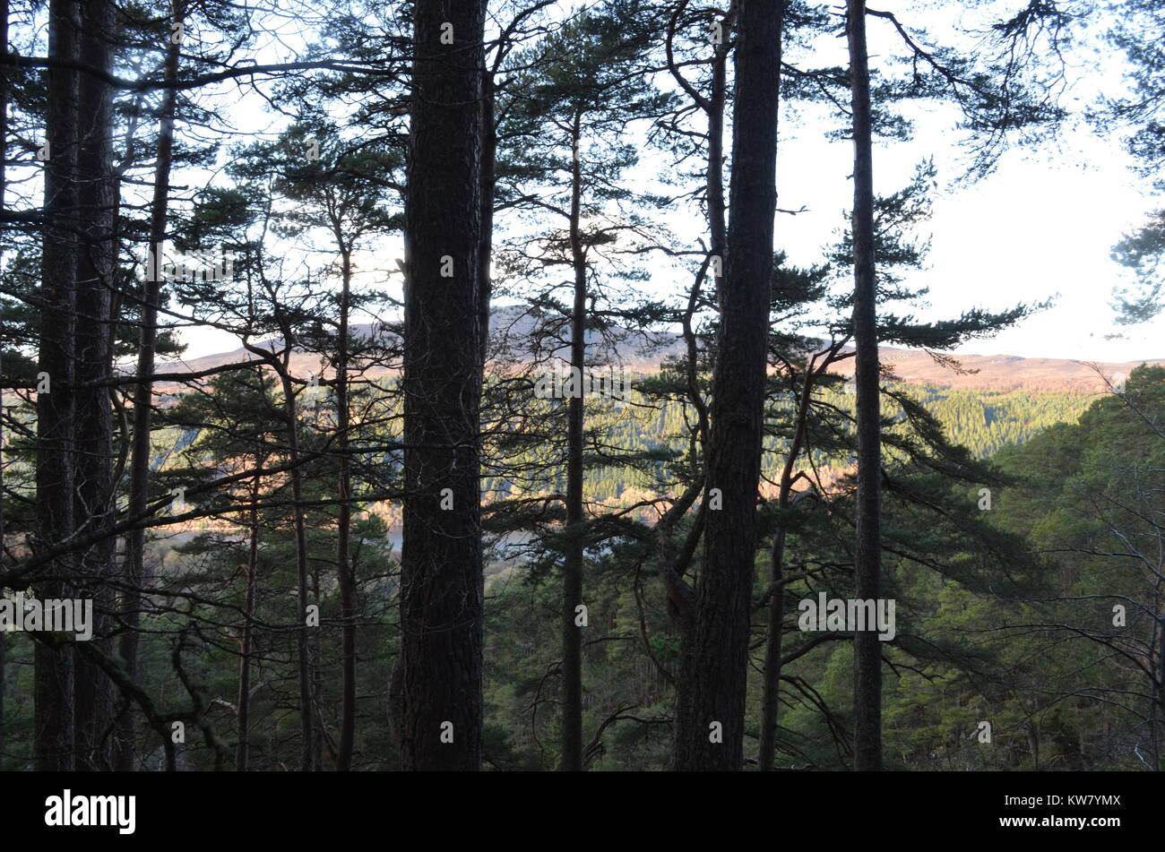 Scottish highlands pine trees near loch ness Stock Photo - Alamy