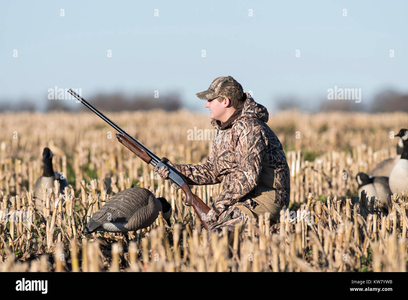A young hunter with a Canada Goose in a cornfield Stock Photo - Alamy