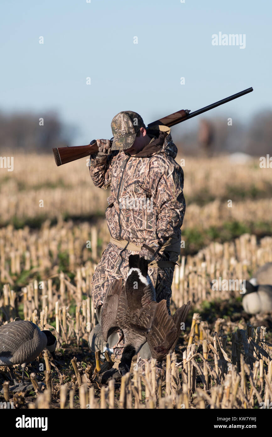 A young hunter with a Canada Goose in a cornfield Stock Photo - Alamy